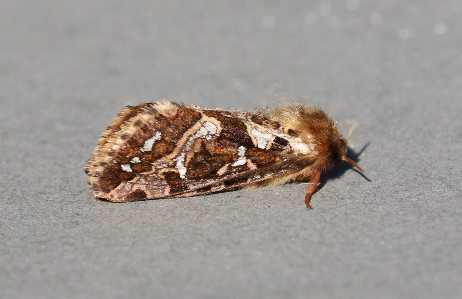 New County Moth Recorders – Lancashire Moths